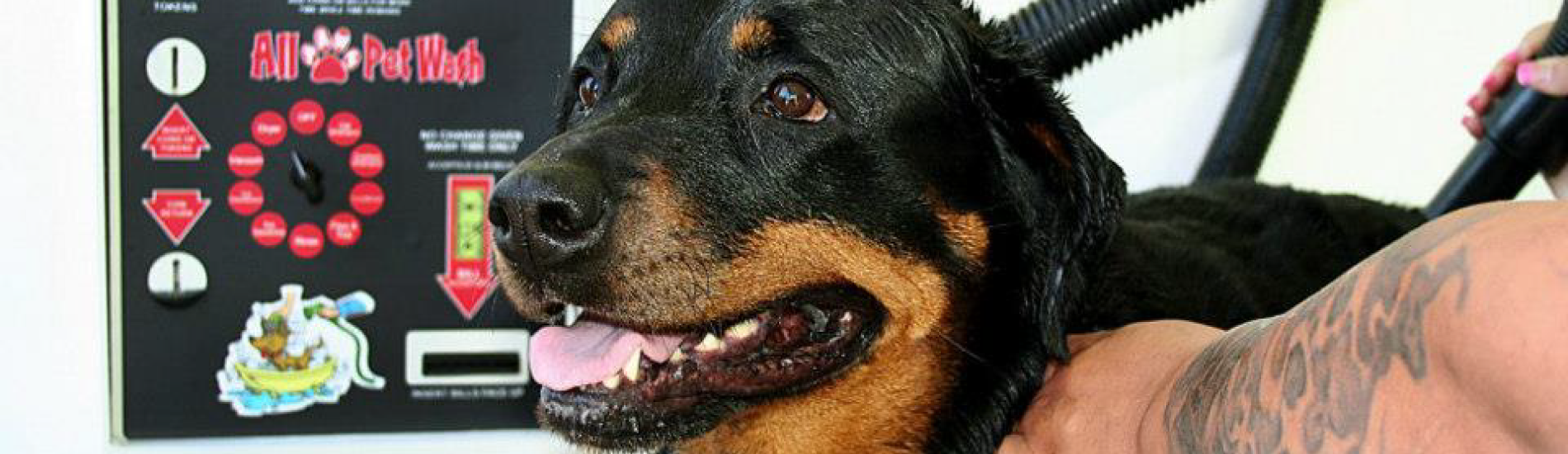 Self Serve Pet Washing Systems | Dog Bath & Grooming Stations | All ...